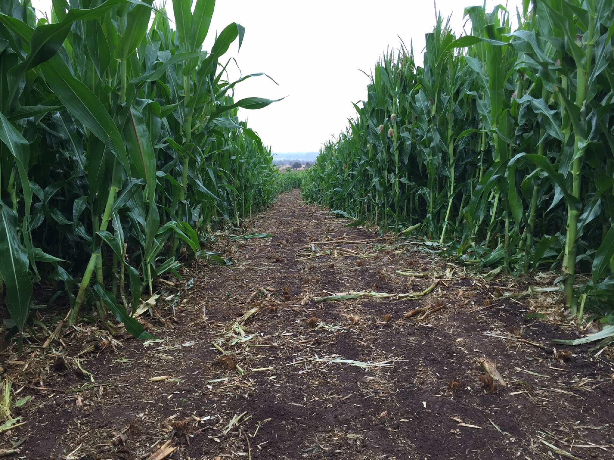 About the Crop Maze – Rupertswood Farm Crop Maze