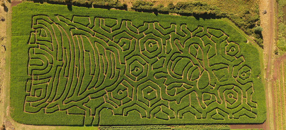 Previous maze designs – Rupertswood Farm Crop Maze